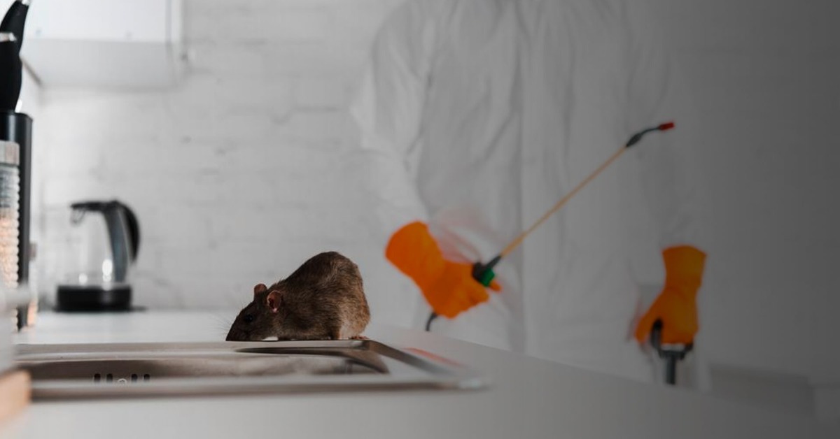 Rodent prevention | AttiCal | Fremont | San Jose | Oakland